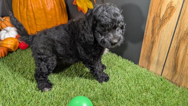 Cavapoo – PET KINGDOM