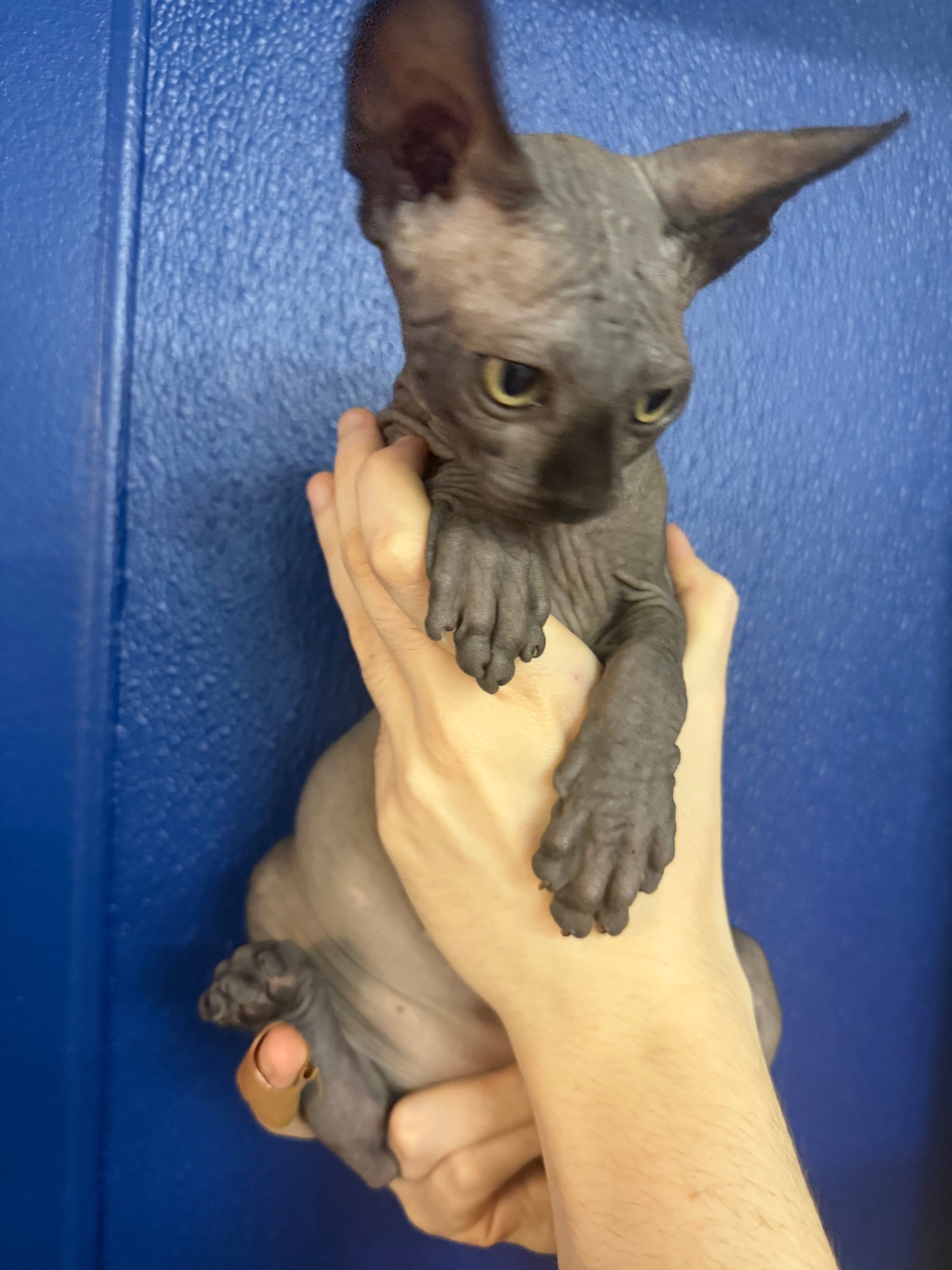 Sphynx – PET KINGDOM