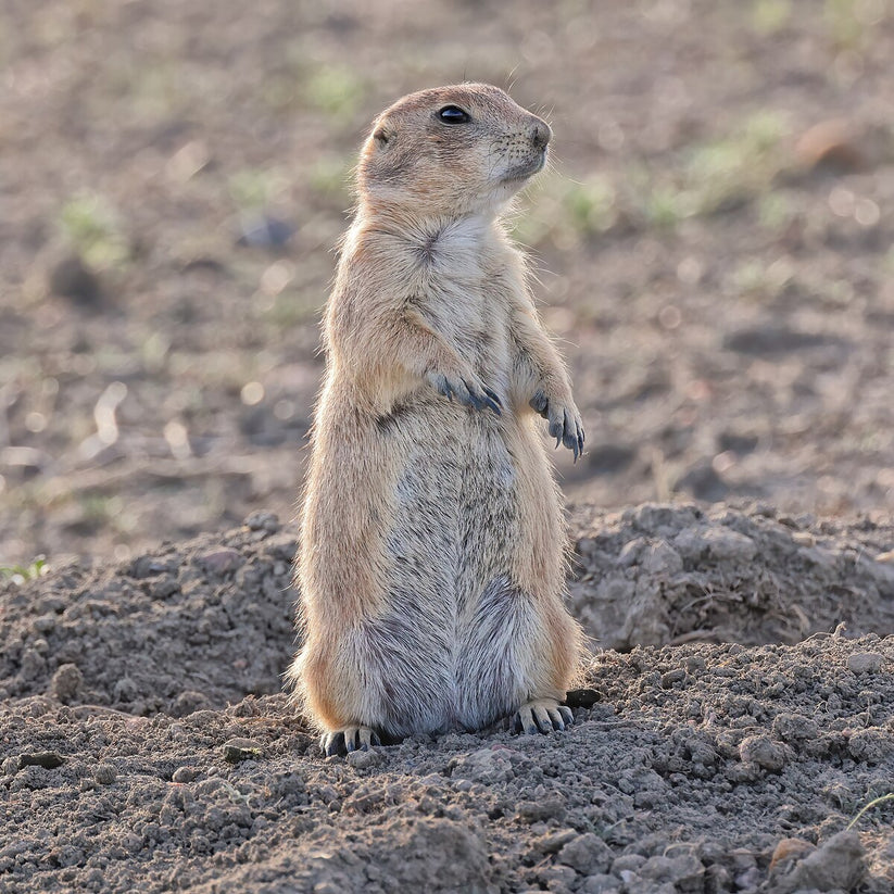 Prairie Dog – PET KINGDOM