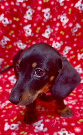 Best Puppies in Florida – PET KINGDOM