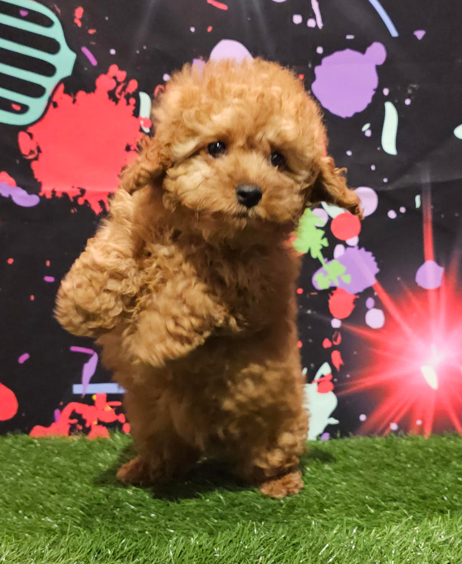 Best Puppies in Florida – PET KINGDOM