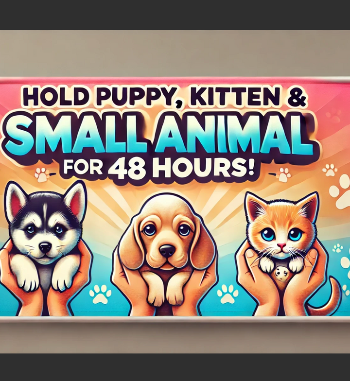 Best Puppies in Florida – PET KINGDOM