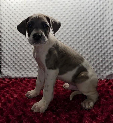 Puppies – PET KINGDOM